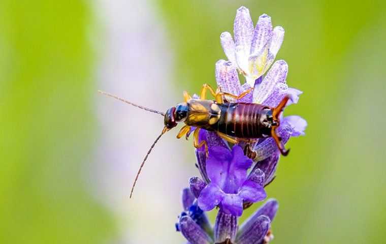 The Truth About Earwigs In Los Angeles | The Pest Group