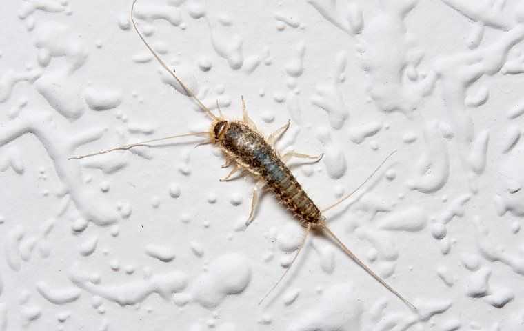 How To Tell If Silverfish Have Gotten Inside Your Anaheim, CA Home ...