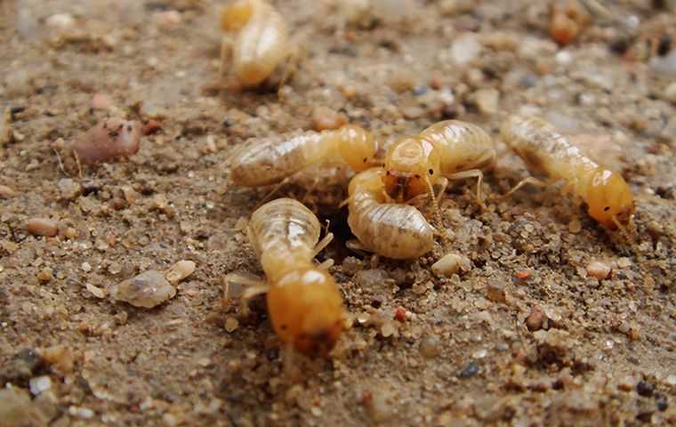 Strategies For Effective Termite Control In Los Angeles | The Pest Group