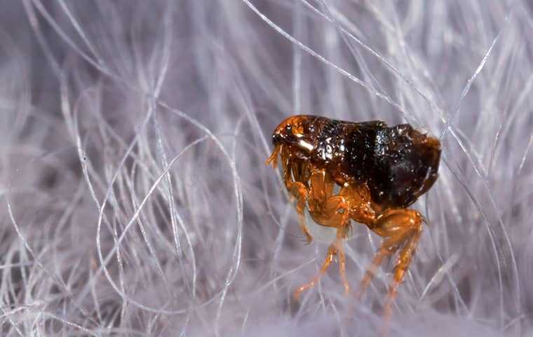 Flea Season Survival Guide: How To Protect Your Anaheim, CA Home | The ...