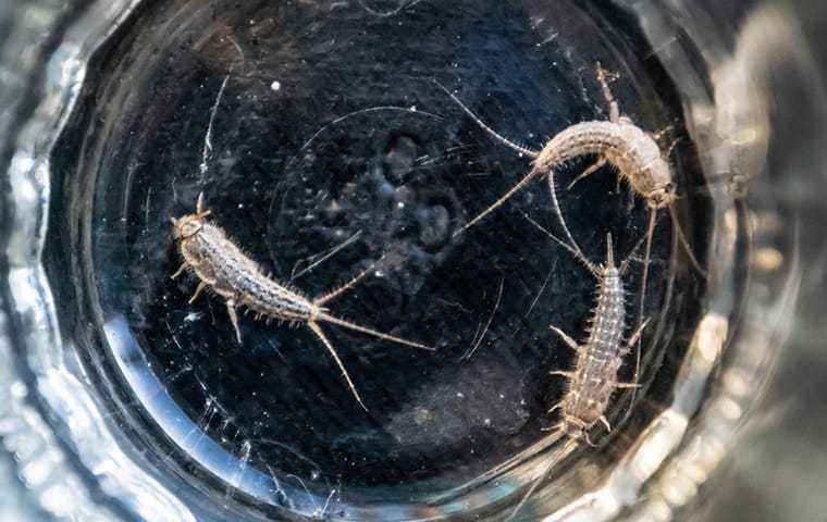 How To Get Rid Of Silverfish: The Ultimate Guide For Los Angeles ...