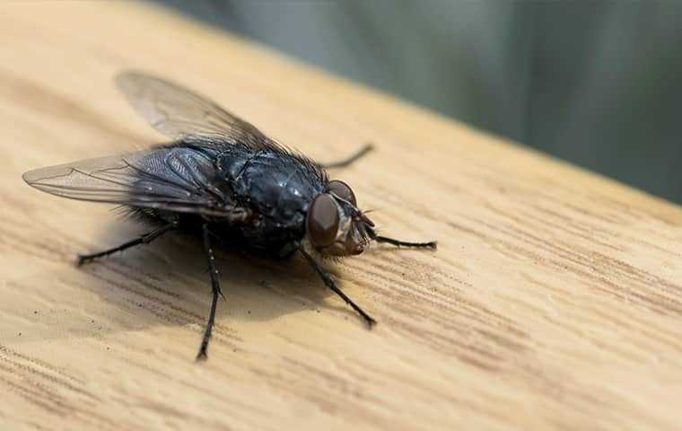 From Annoying To Nonexistent: Mastering Fly Control Methods In Your ...